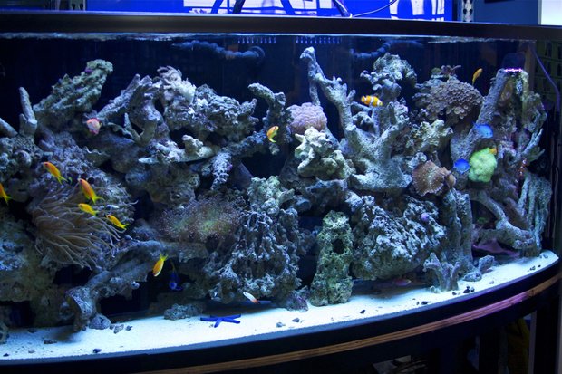 Aquariums – Deep Sea Creations