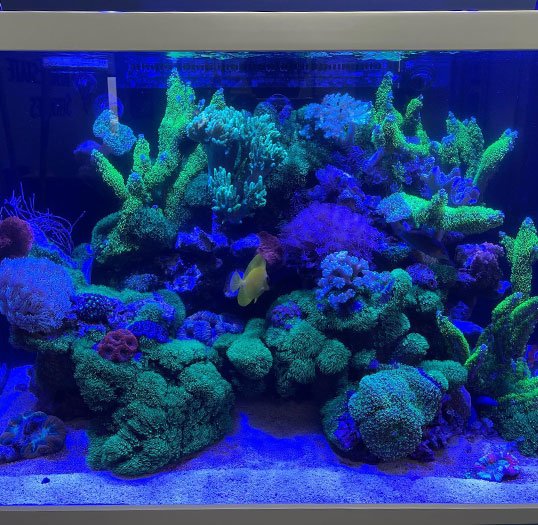 Aquariums – Deep Sea Creations