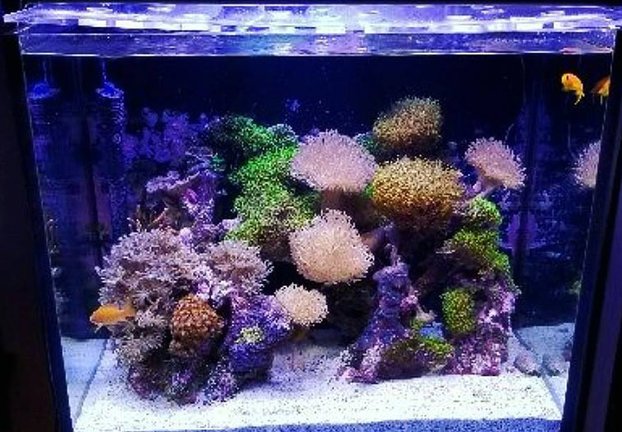 Aquariums – Deep Sea Creations