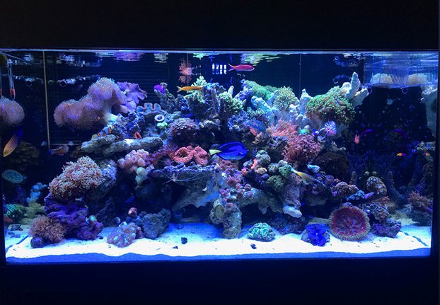Aquariums – Deep Sea Creations