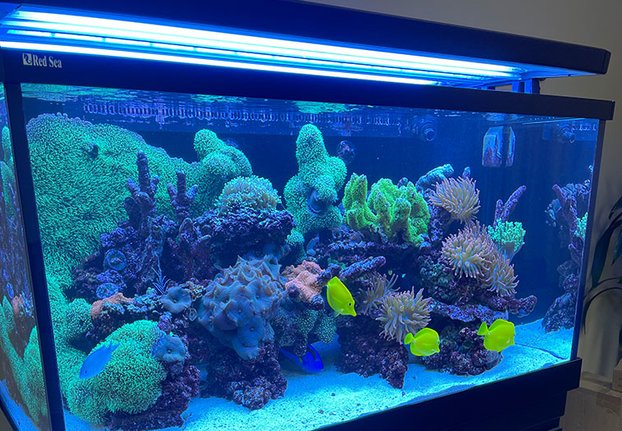Aquariums – Deep Sea Creations