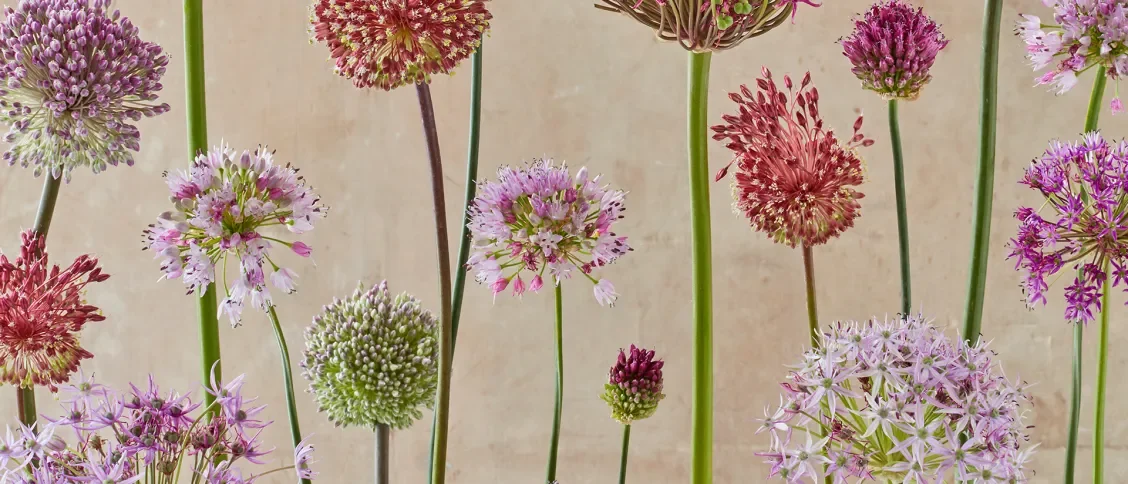 Alliums: Everything You Need To Know - Freddie's Flowers