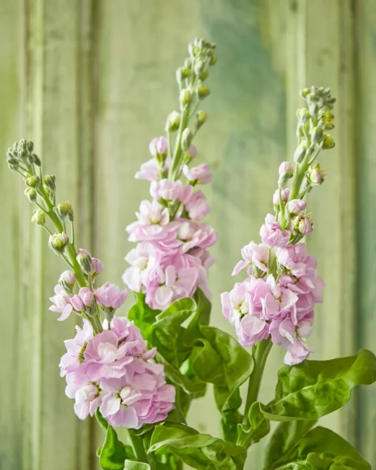 Stocks Flowers: Everything You Need To Know - Freddie's Flowers ...