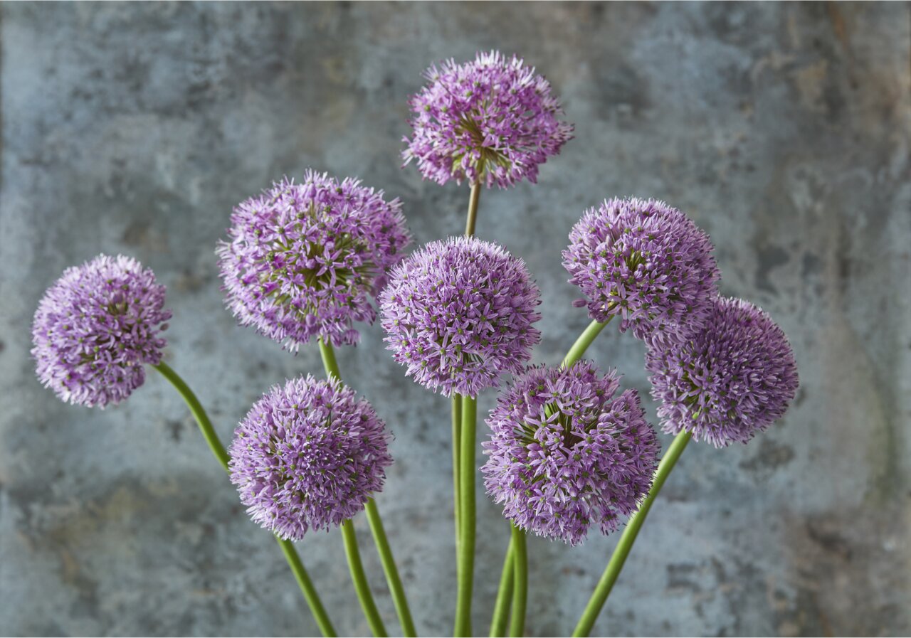 Alliums: Everything You Need To Know - Freddie's Flowers