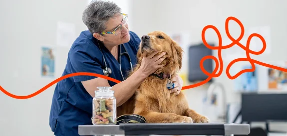 Veterinary | Ontario Colleges