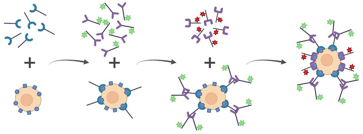 Direct vs. Indirect Staining for Flow Cytometry | Fortis Life Sciences