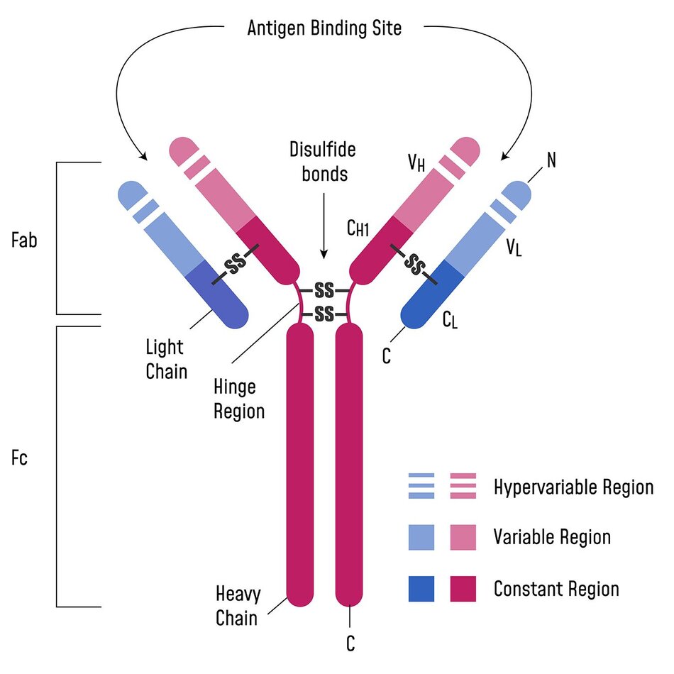 Beyond mAbs: The Unrealized Potential of VHH Antibodies | Fortis Life ...