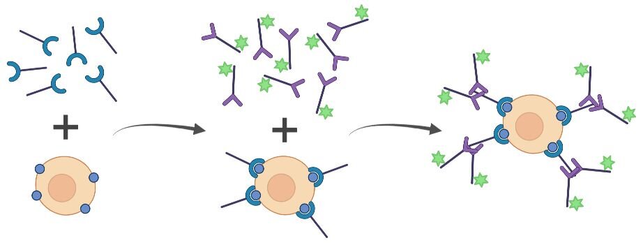 Direct vs. Indirect Staining for Flow Cytometry | Fortis Life Sciences