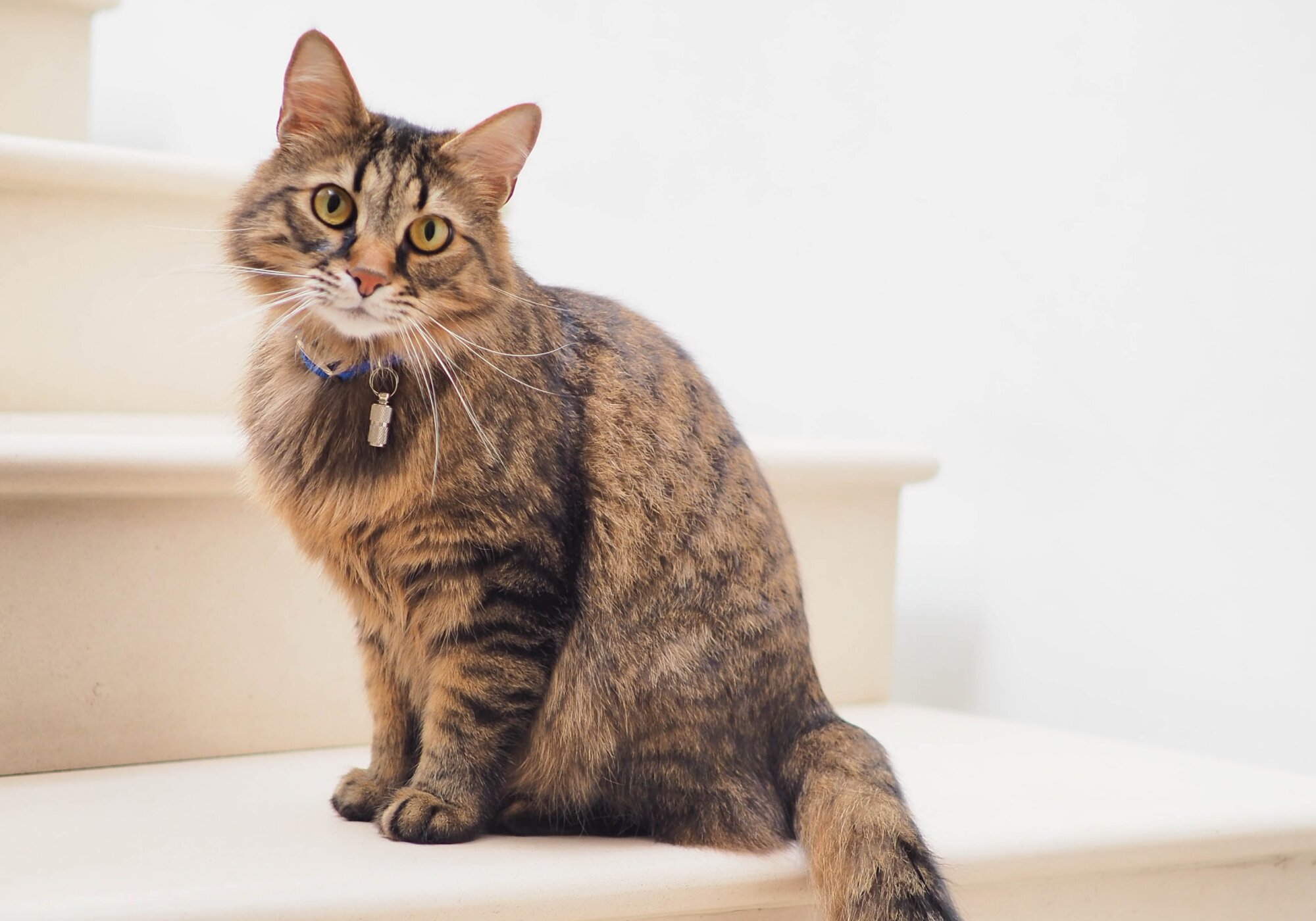 Cat Basics: The Anatomy of a Cat - PetFriendly Box