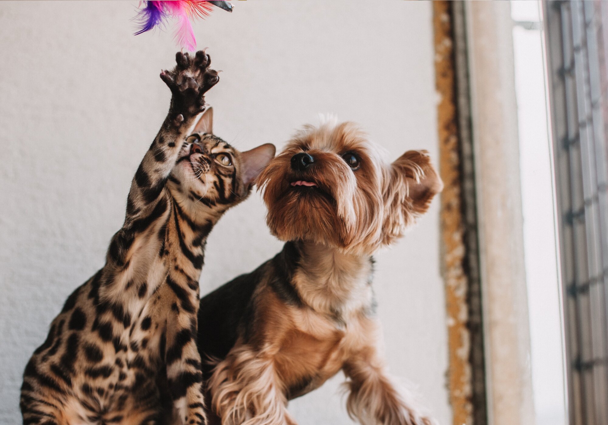 21 Essential Pet Safety Tips for Responsible Pet Parents - PetFriendly Box