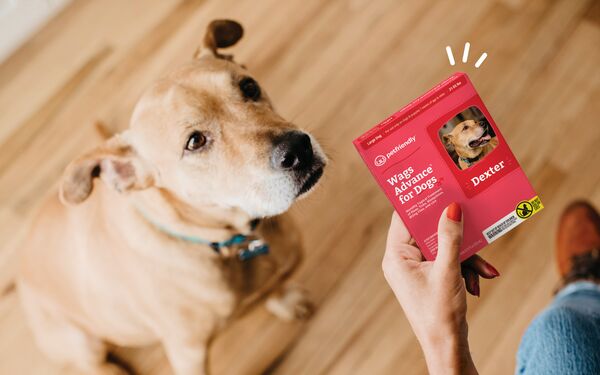 Topical Flea & Tick Prevention for Dogs | Wags Advance® - PetFriendly Box