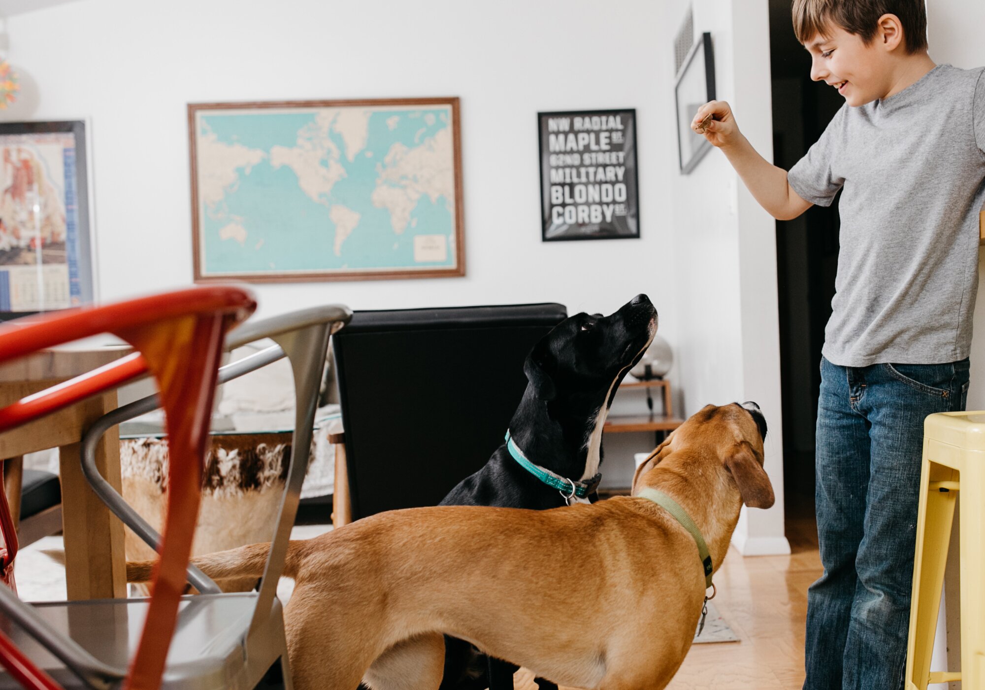 When is Flea Season: Map by State - PetFriendly Box