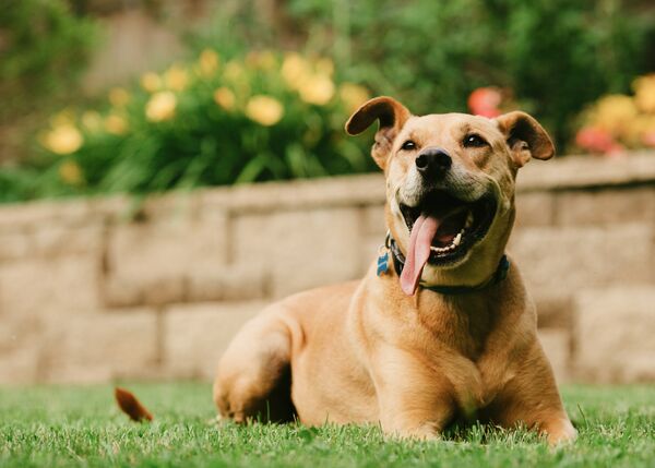 Topical Flea & Tick Prevention for Dogs | Wags Advance® - PetFriendly Box