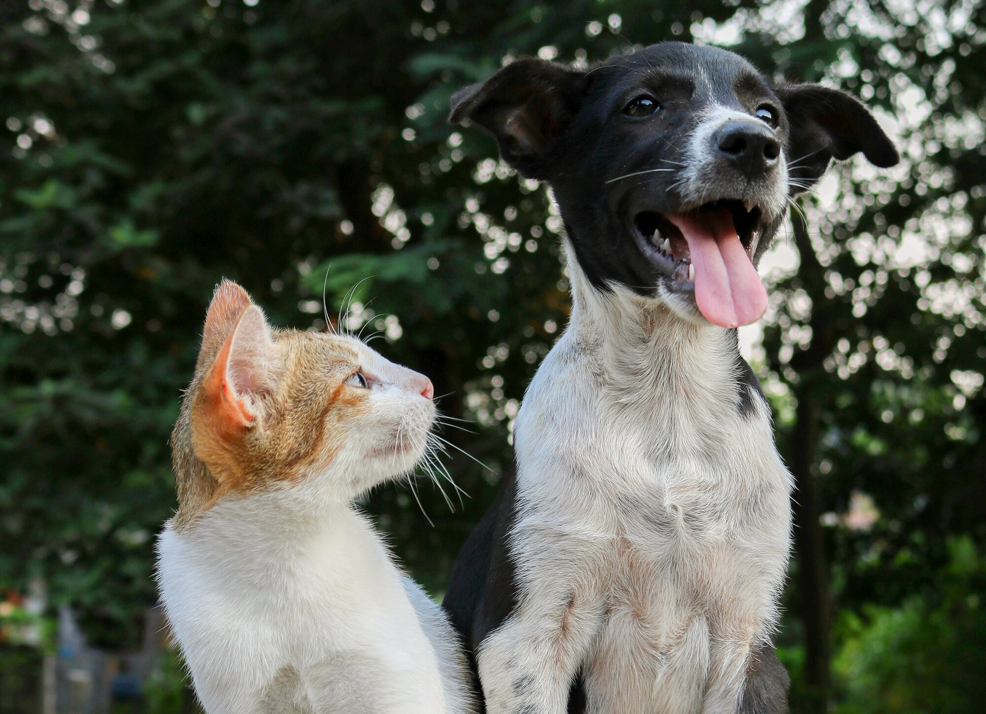 How to Tell How Bad a Flea Infestation Is + 9 Key Signs - PetFriendly Box