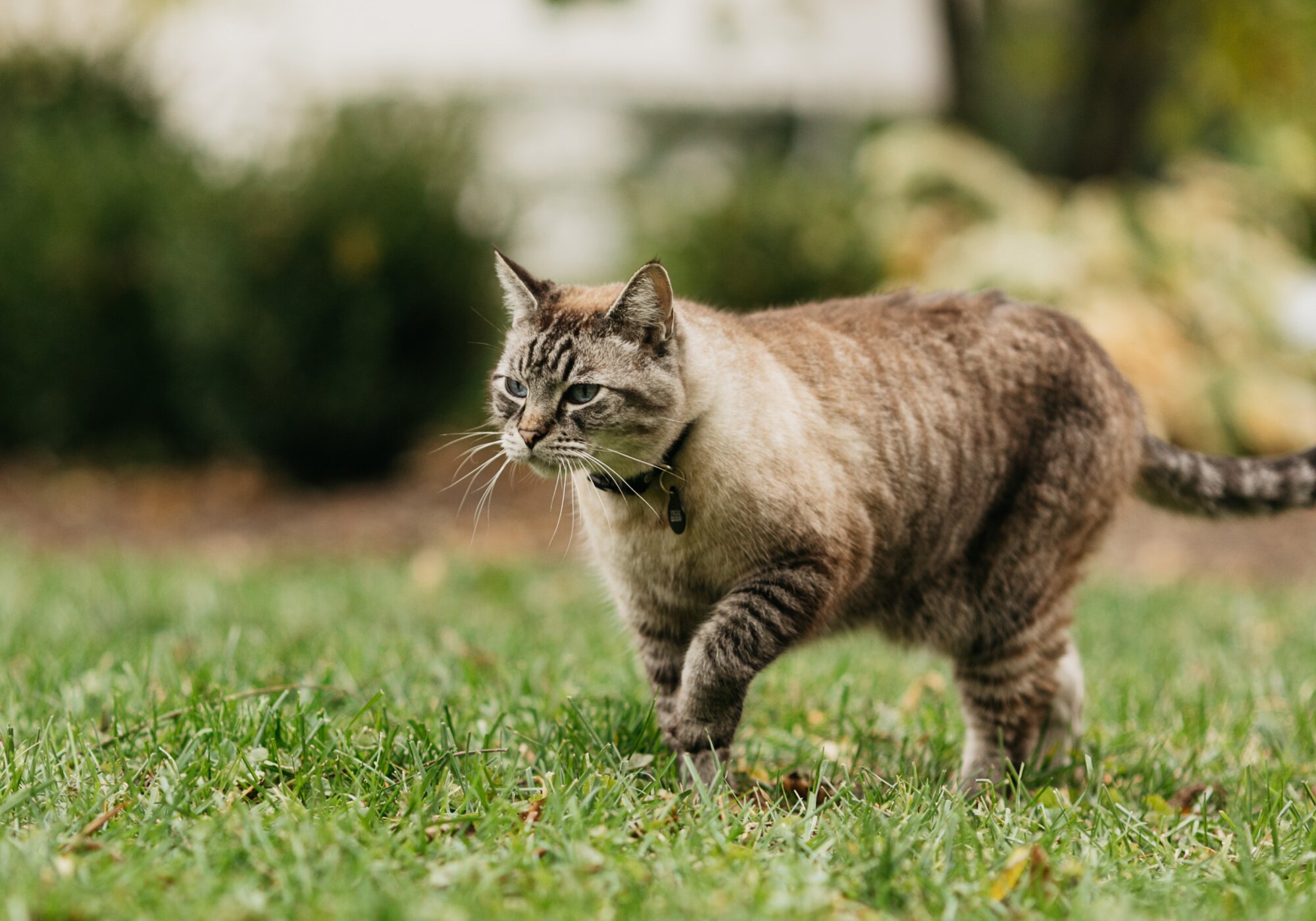 Tapeworm in Cats: What They Are and How to Prevent Them - PetFriendly Box