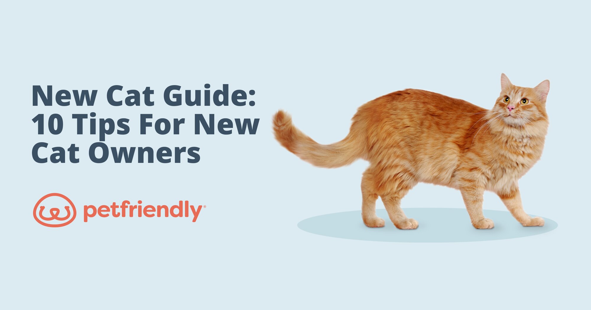 New Cat Guide: 10 Tips for New Cat Owners - PetFriendly Box