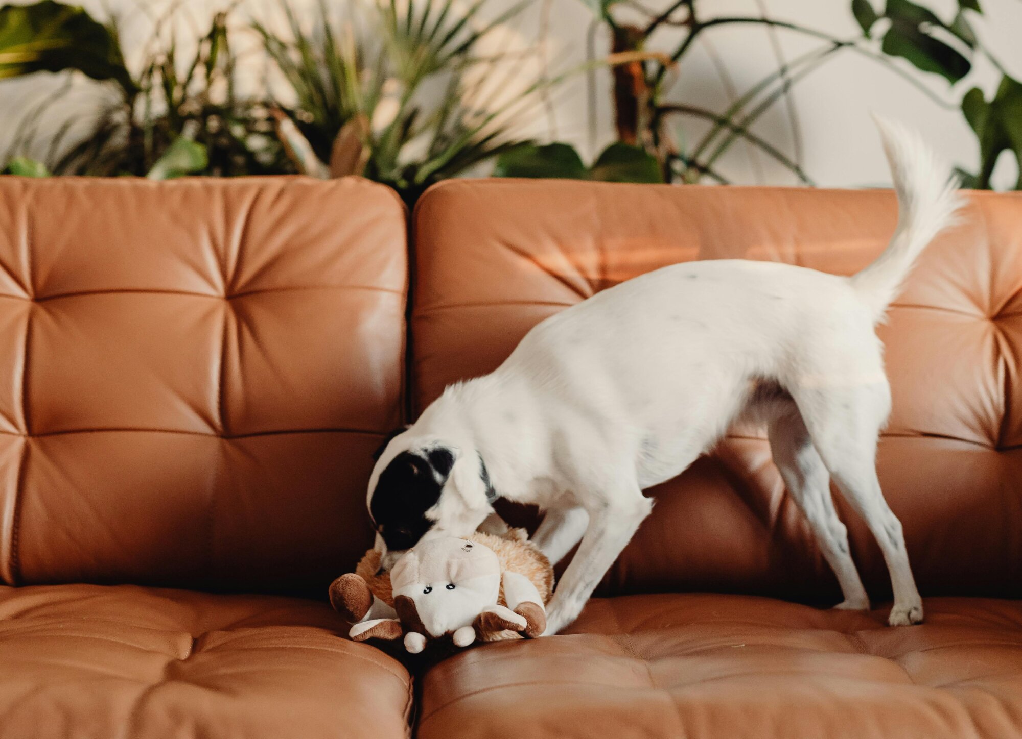 What Are Dog Zoomies and Why Do Dogs Get The Zoomies - PetFriendly Box