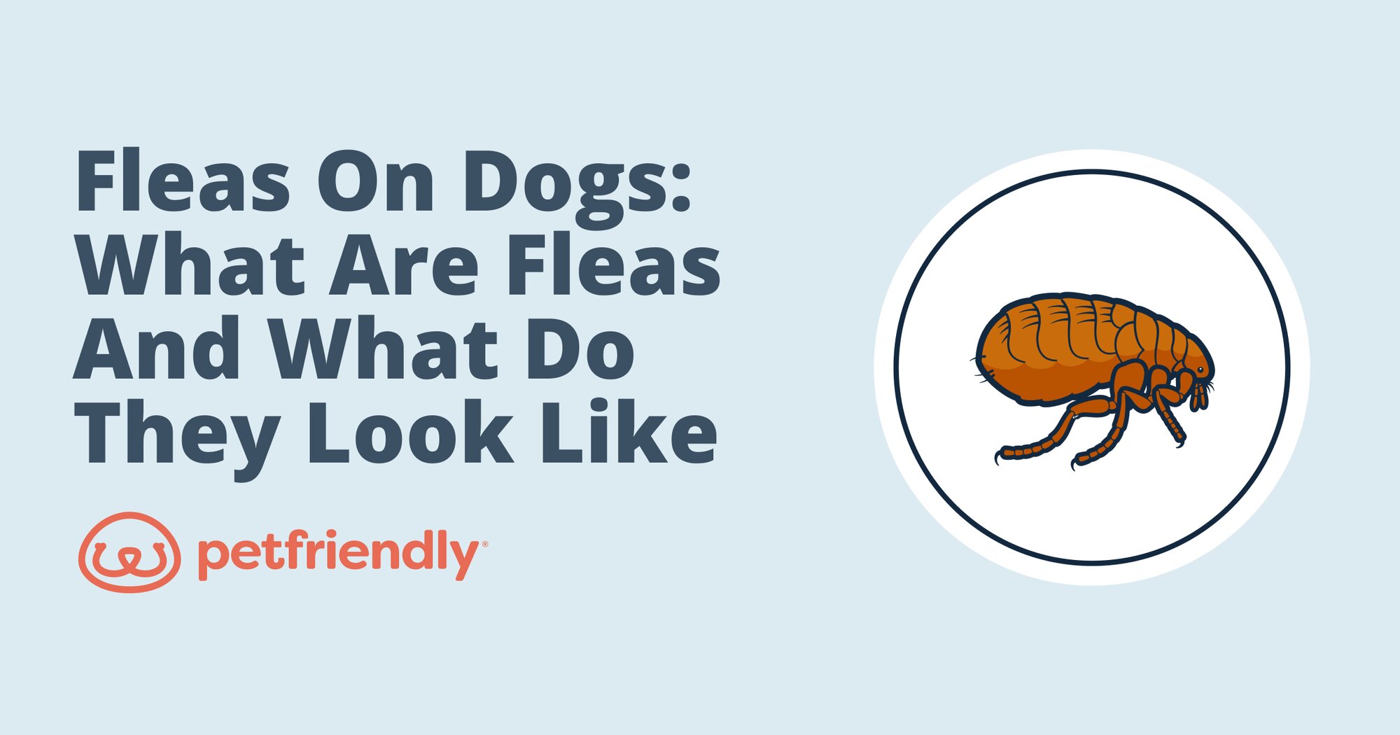 Fleas on Dogs: What Are Fleas and What Do They Look Like - PetFriendly Box