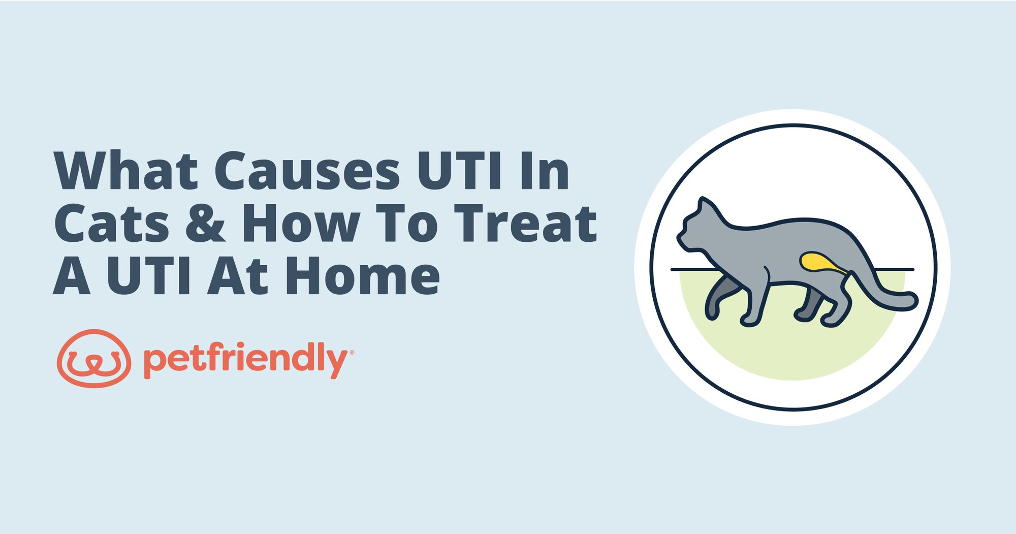 What Causes UTI in Cats & How to Treat a UTI at Home - PetFriendly Box