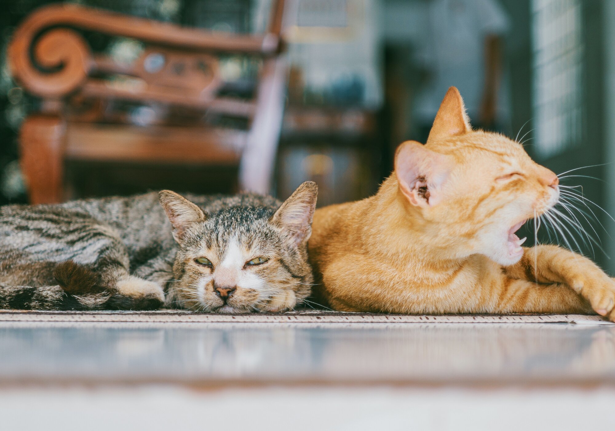 14 Common Cat Health Problems and Solutions - PetFriendly Box