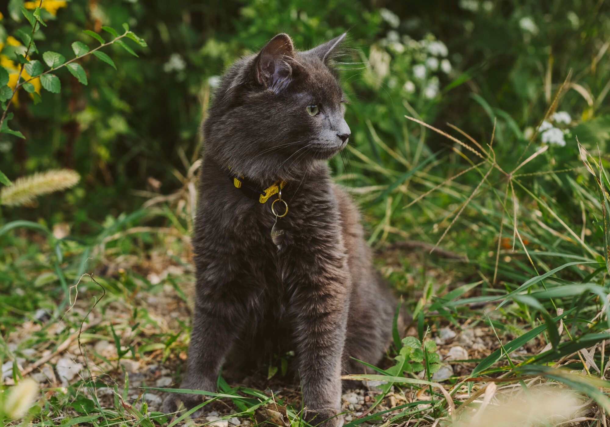 What You Should Know About Ticks on Cats and How to Remove ...