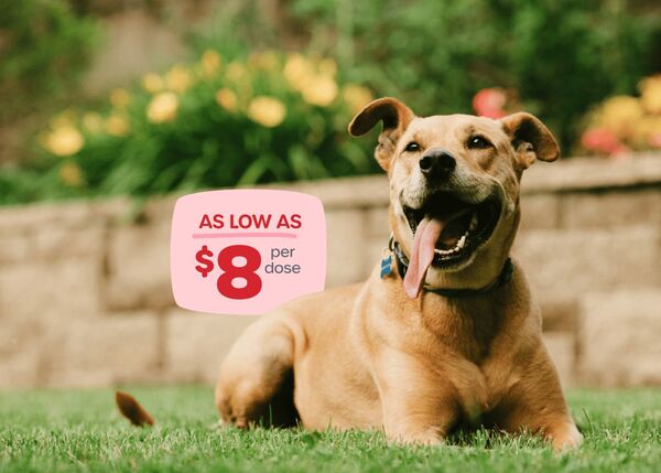 Topical Flea & Tick Prevention for Dogs | Wags Advance® - PetFriendly Box