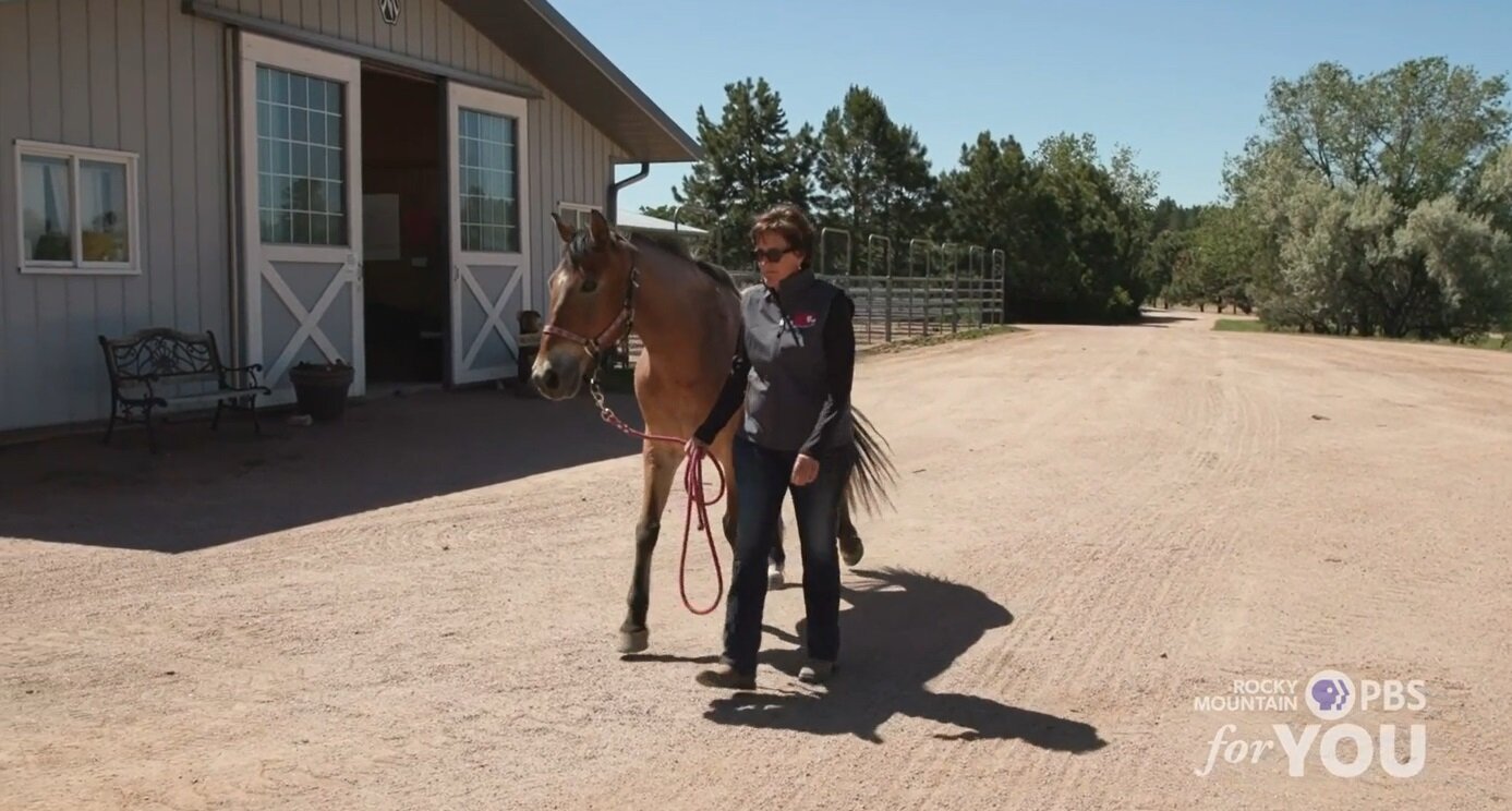 As pandemic costs dude ranches visitors, horse rescue offers help ...