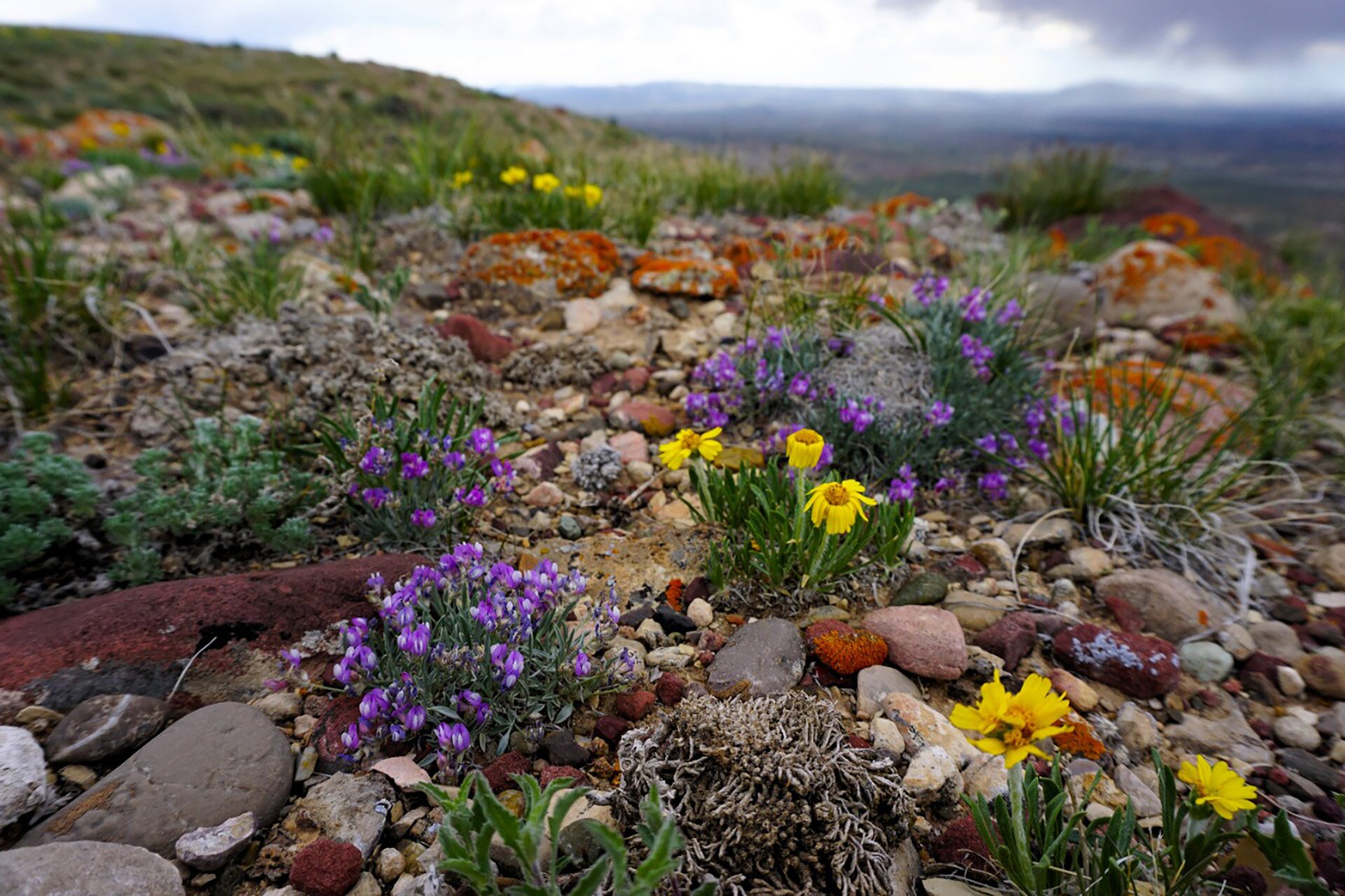 Colorado Natural Heritage Program launches historic, statewide ...