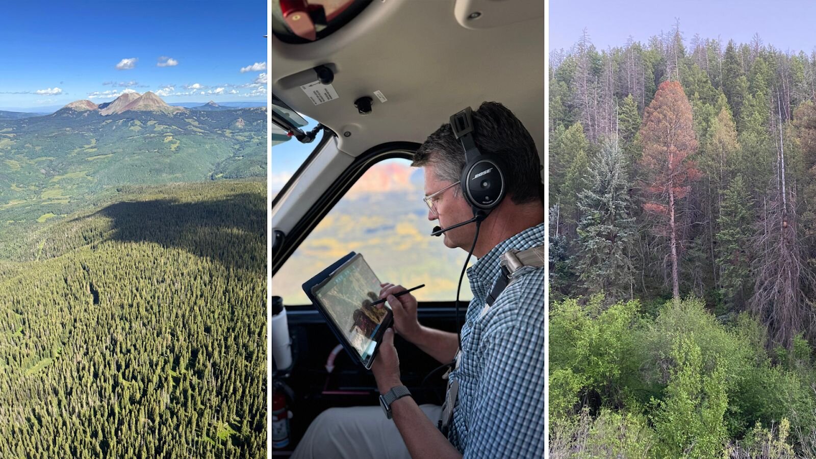 Annual Colorado forest health report shows the toll of climate change ...