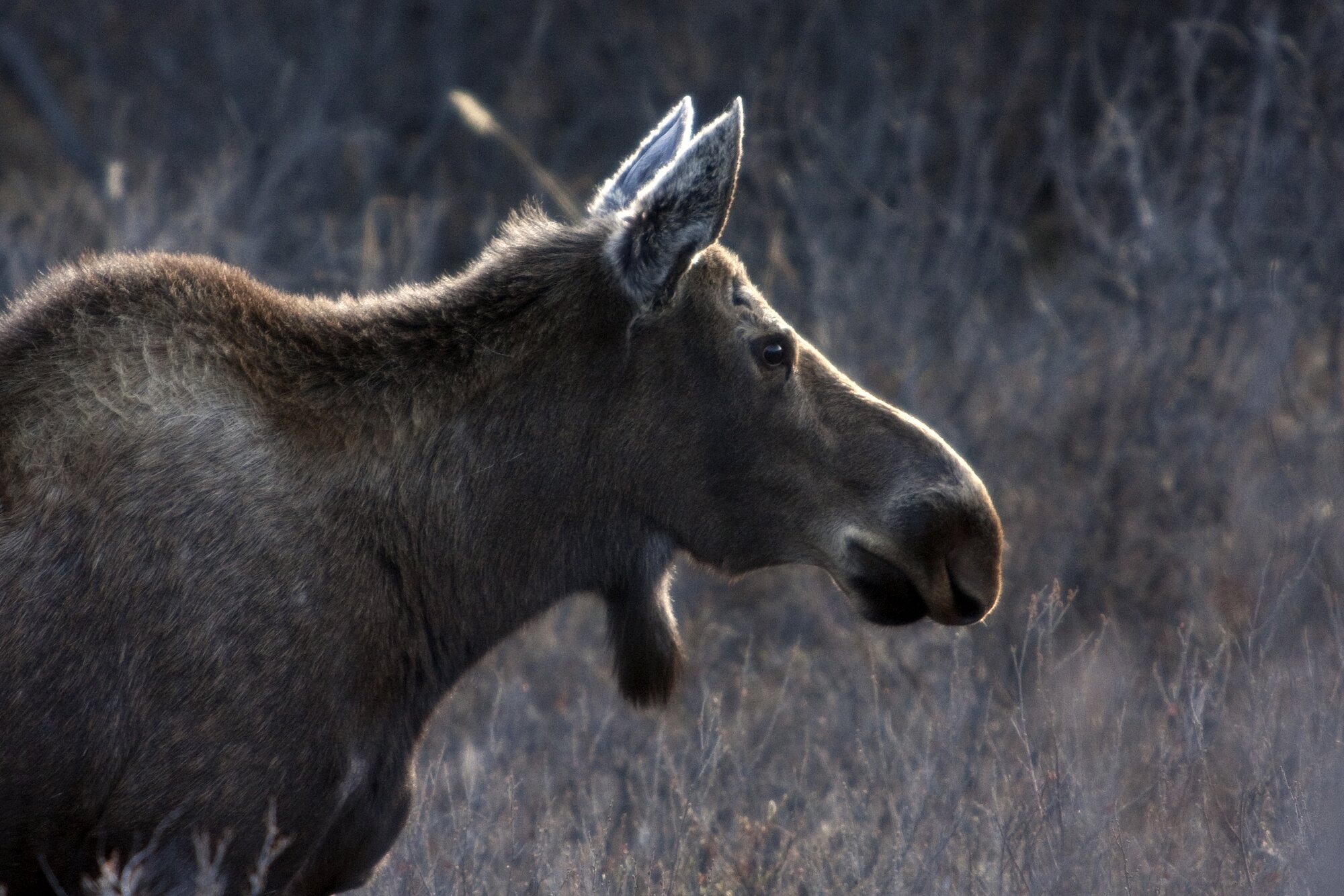 Too many moose on the loose? | Rocky Mountain PBS
