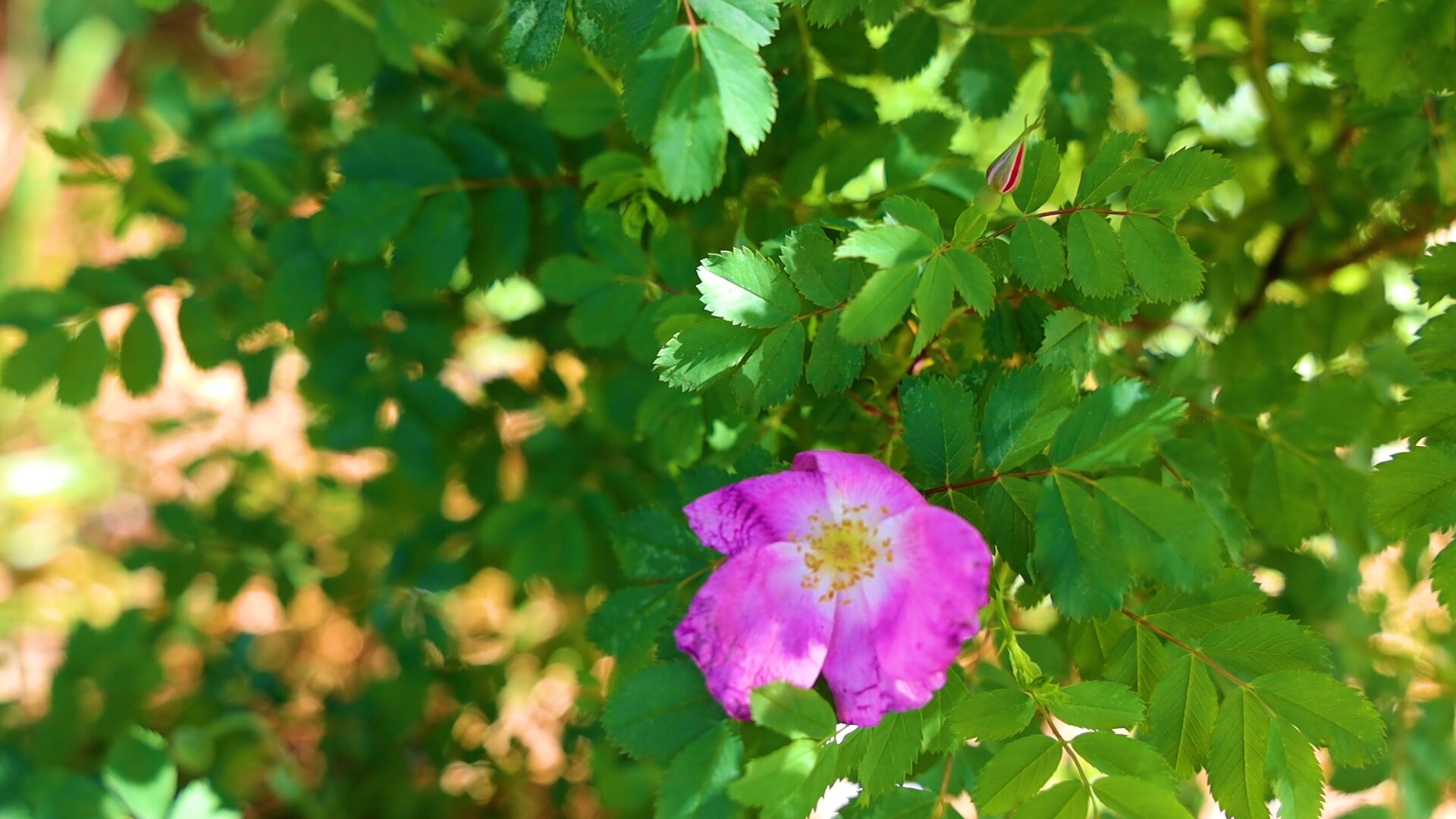 Amache Rose blooms for the first time at the Denver Botanical Gardens ...