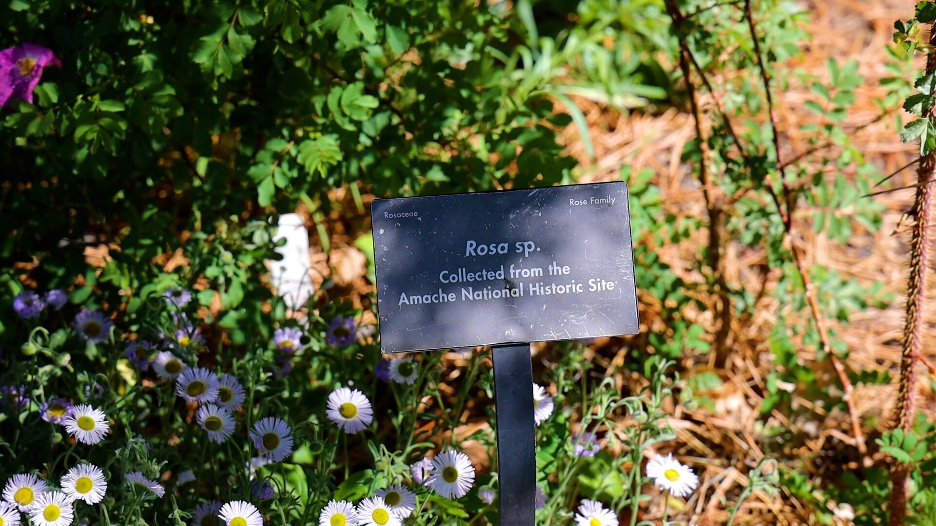 Amache Rose blooms for the first time at the Denver Botanical Gardens ...