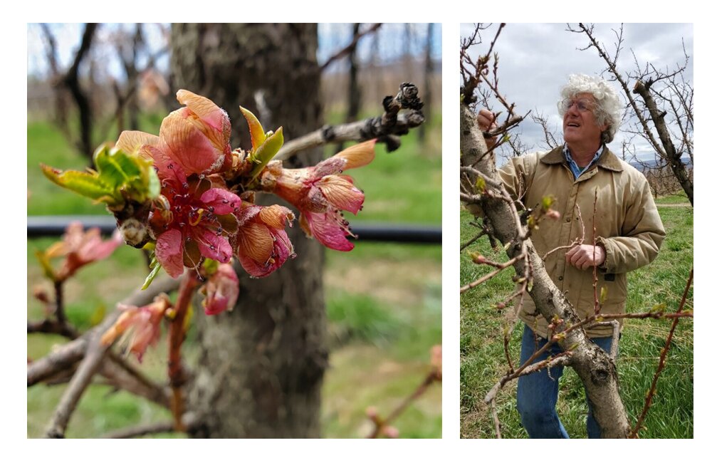 April frost blight devastates Western Colorado orchards | Rocky ...