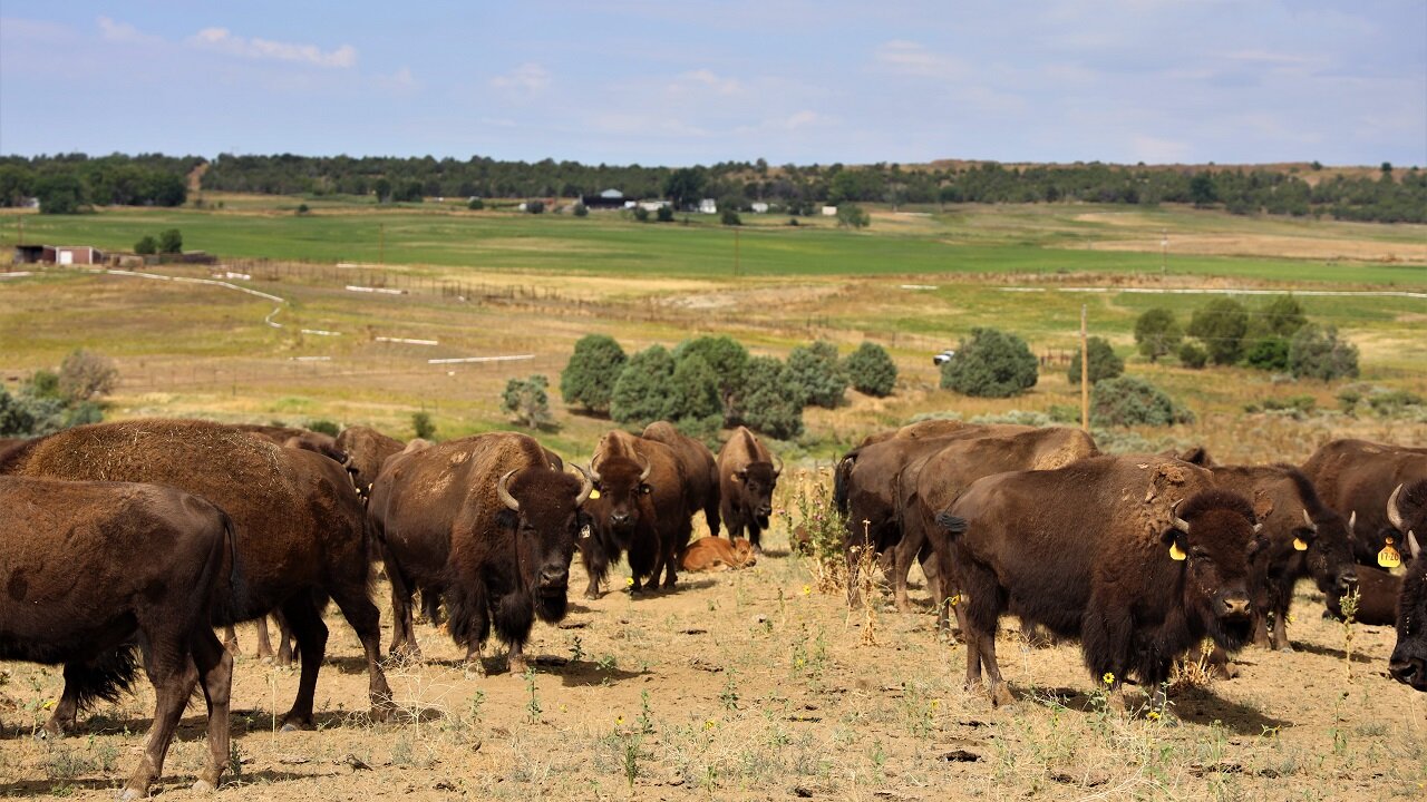 Southern Ute Tribe’s bison herd at maximum capacity due to ...