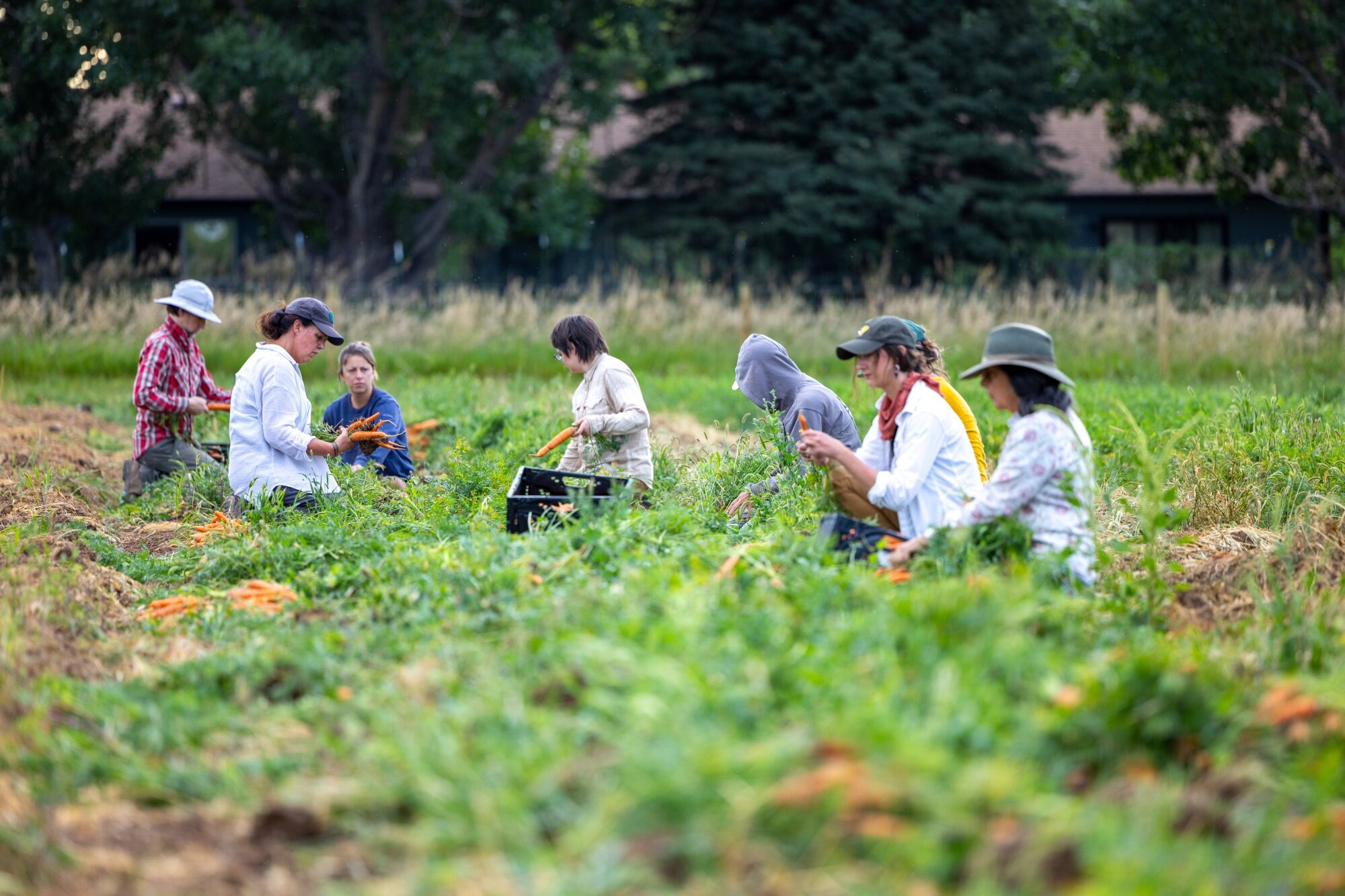 Rising cost of farm land leads to grassroots community innovation ...