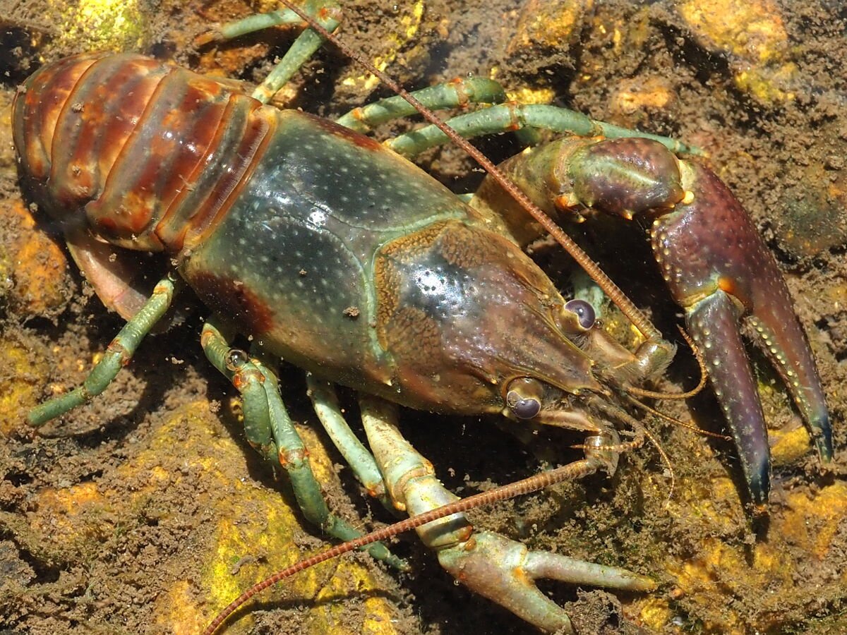 Rusty crayfish invades Colorado | Rocky Mountain PBS