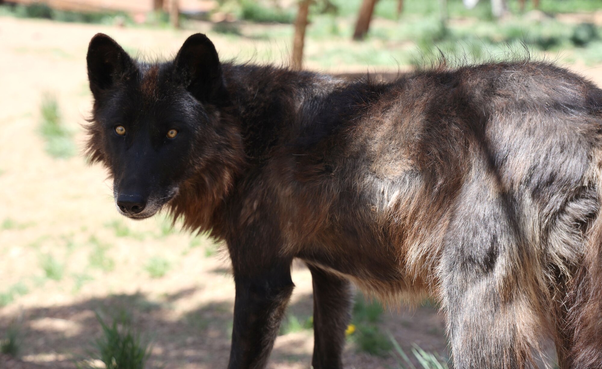 Wolf news to watch in 2025 | Rocky Mountain PBS