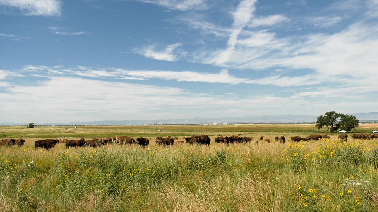 Bison conservation efforts ramp up in Colorado | Rocky Mountain PBS