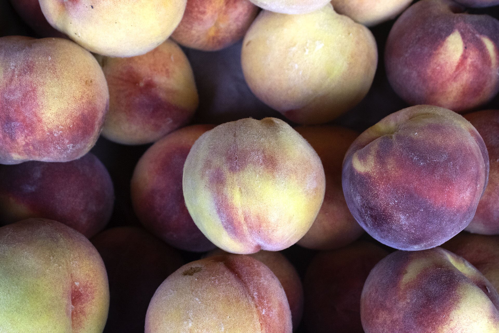 What makes western Colorado’s peaches so good? | Rocky Mountain PBS