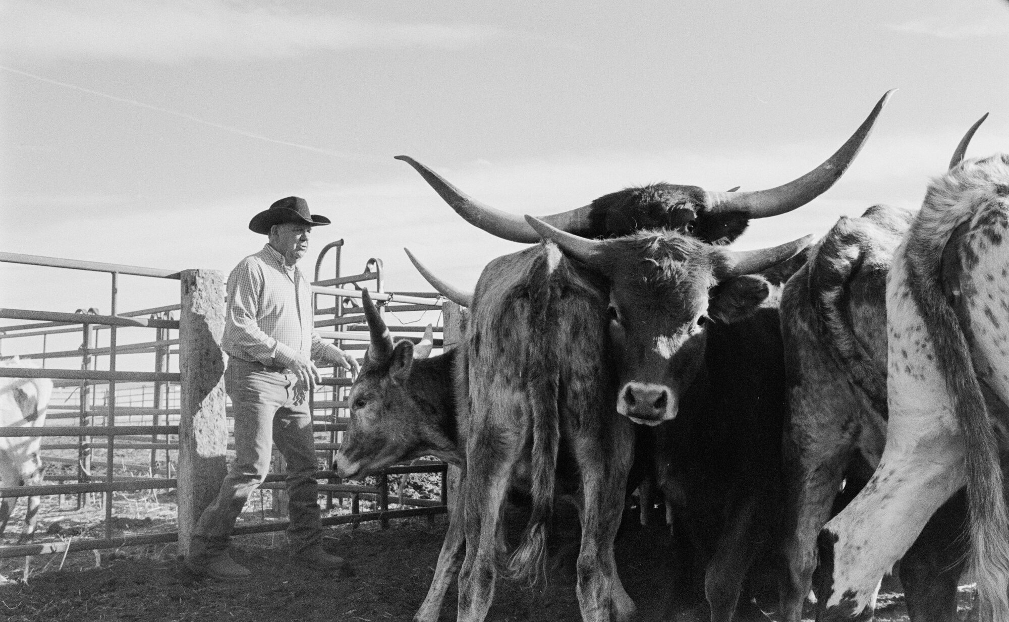 Turning longhorn cattle into city slickers | Rocky Mountain PBS