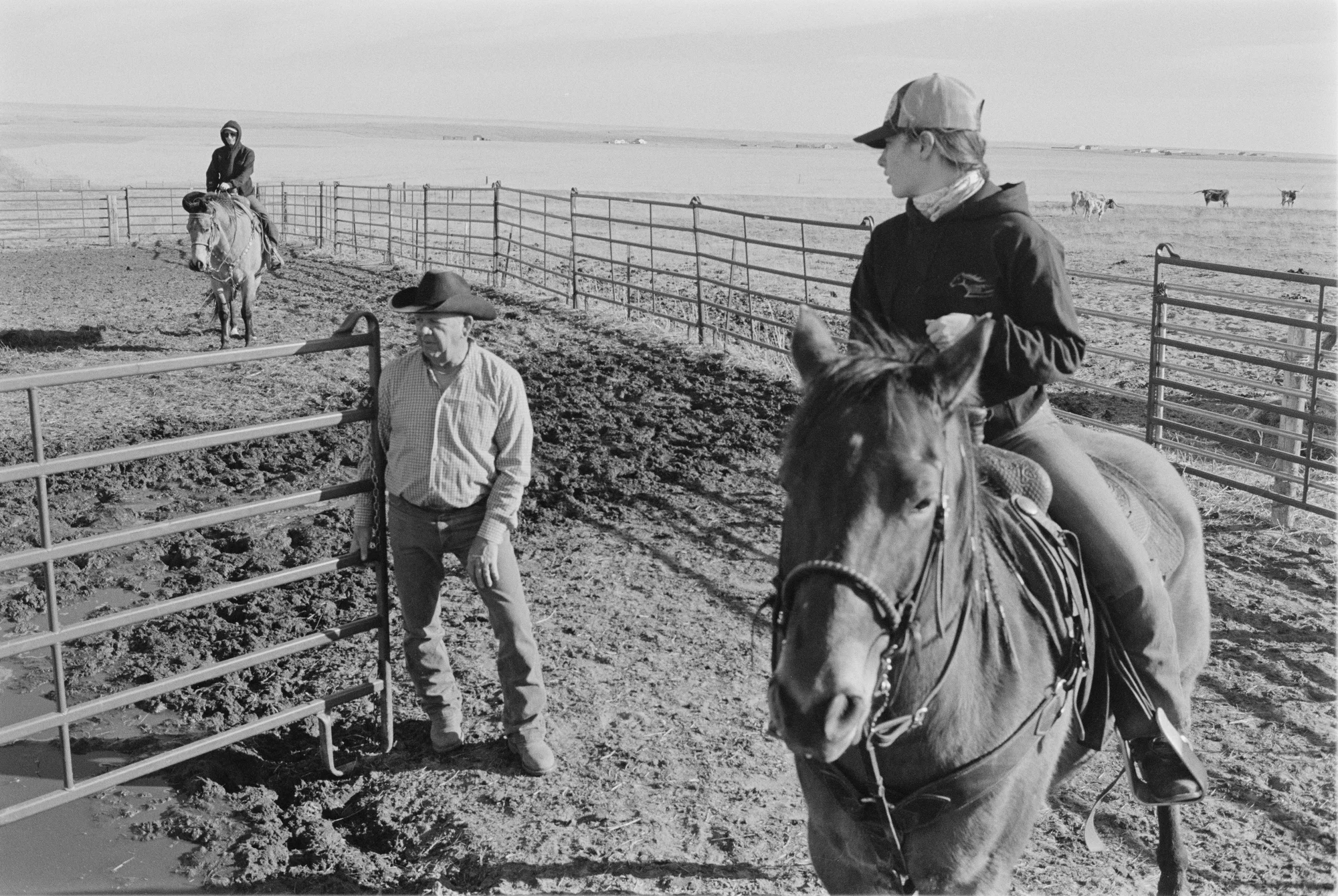 Turning longhorn cattle into city slickers | Rocky Mountain PBS