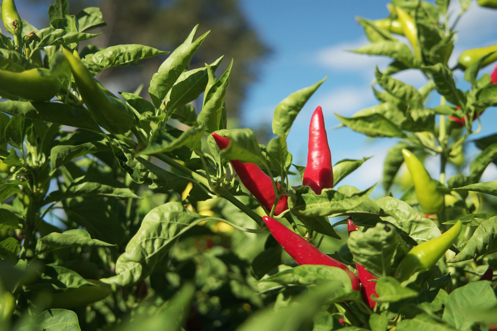 Q&A: Chile farmer Dr. Mike Bartolo and cofounder of Pueblo Chile ...