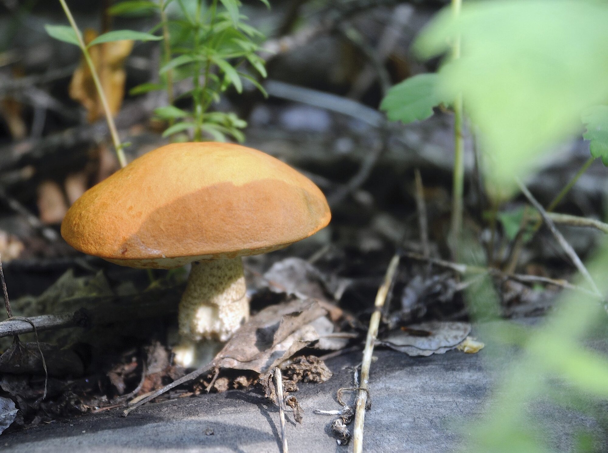 All the dirty details on this year’s strange mushroom season in ...