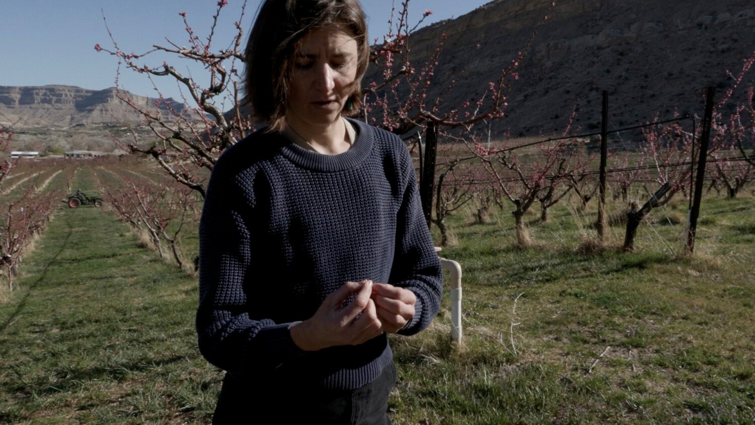 What makes western Colorado’s peaches so good? | Rocky Mountain PBS