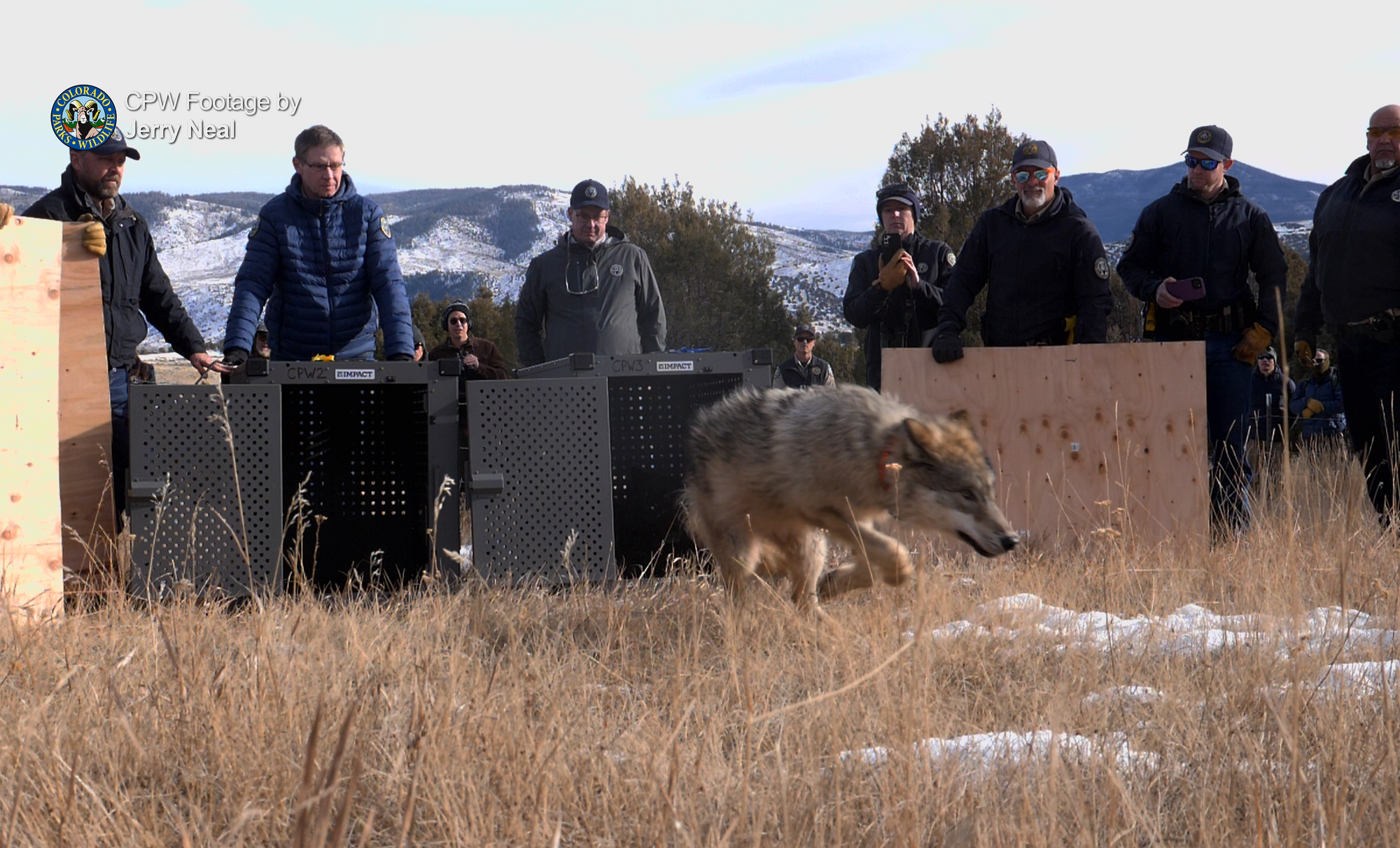 Wildlife officials release 5 wolves from Oregon into Colorado as ...