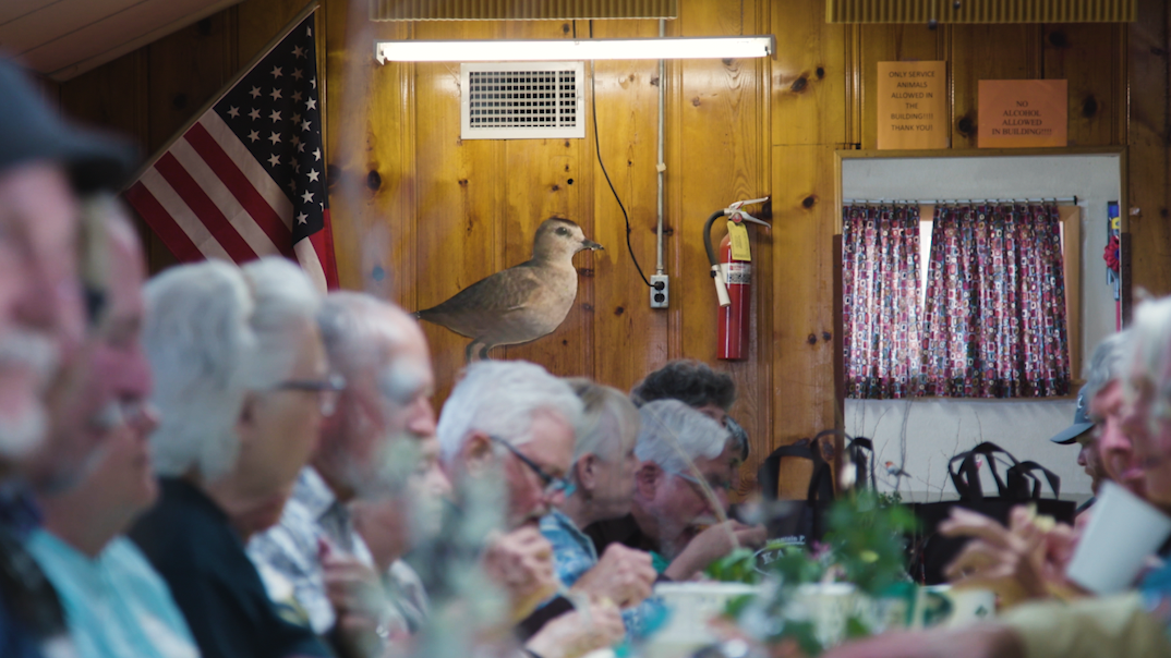 ‘Plovers’ are for Lovers: How the Mountain Plover Festival helped both ...