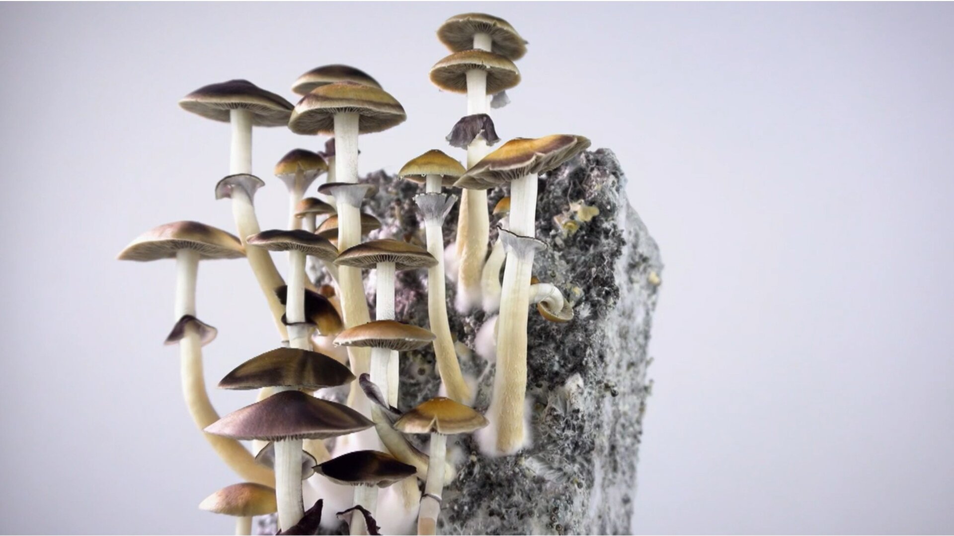 Election 2022: In close vote, Colorado has legalized psilocybin ...