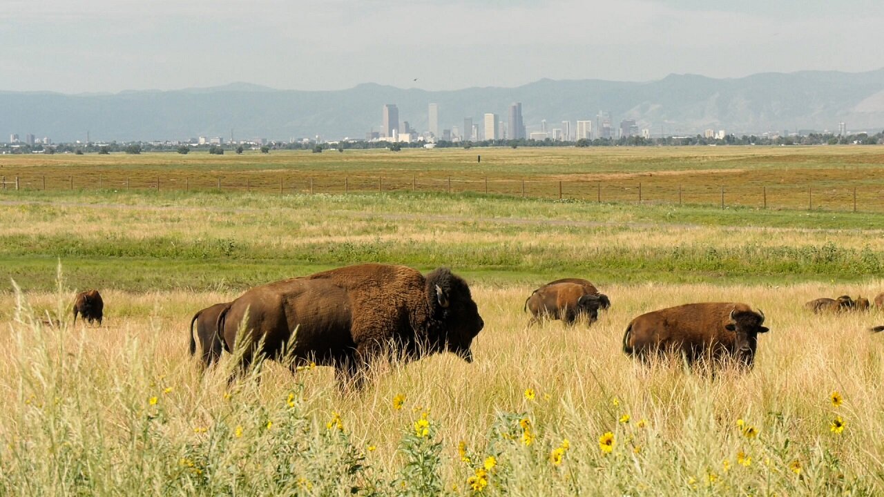 Bison conservation efforts ramp up in Colorado | Rocky Mountain PBS