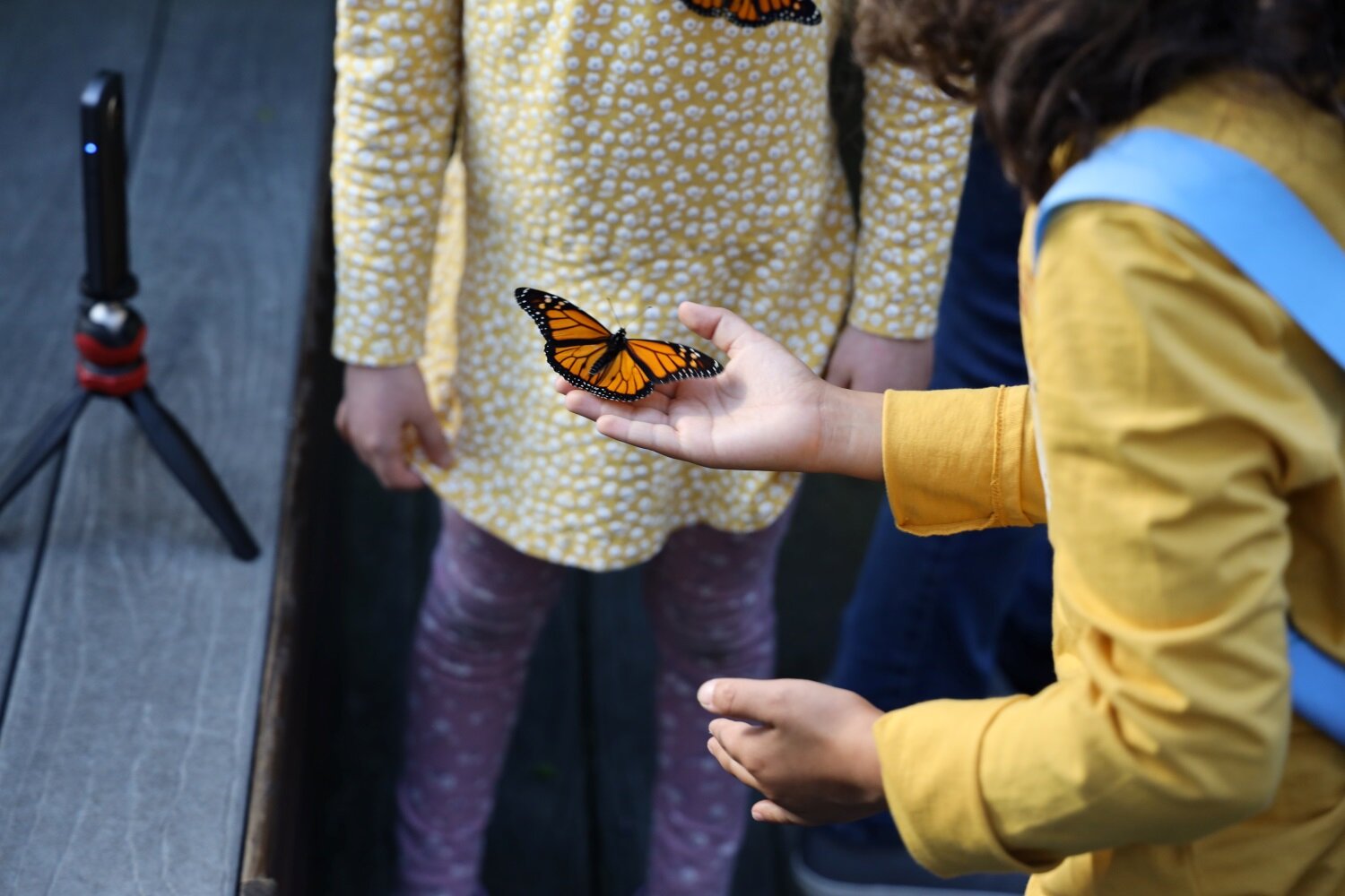 Butterfly Pavilion celebrates release of monarch butterflies | Rocky ...