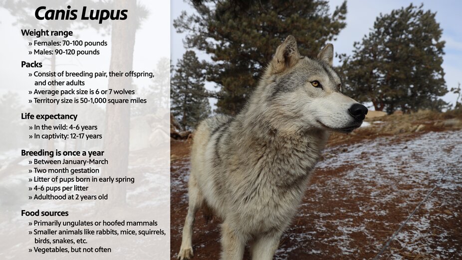 Return of the Wolf | Rocky Mountain PBS